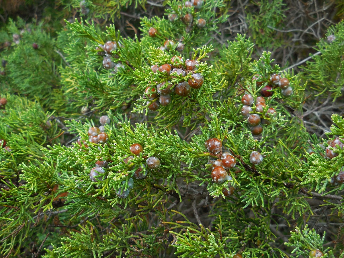 Juniperus phoenicea, Phoenician Juniper